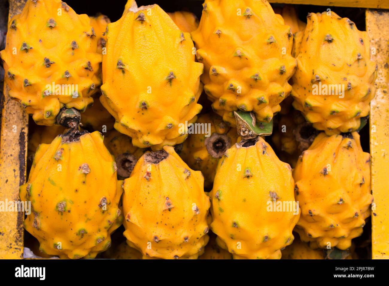 Yellow dragon fruit Pitahaya cactus Fruits and vegetables from Peru ...