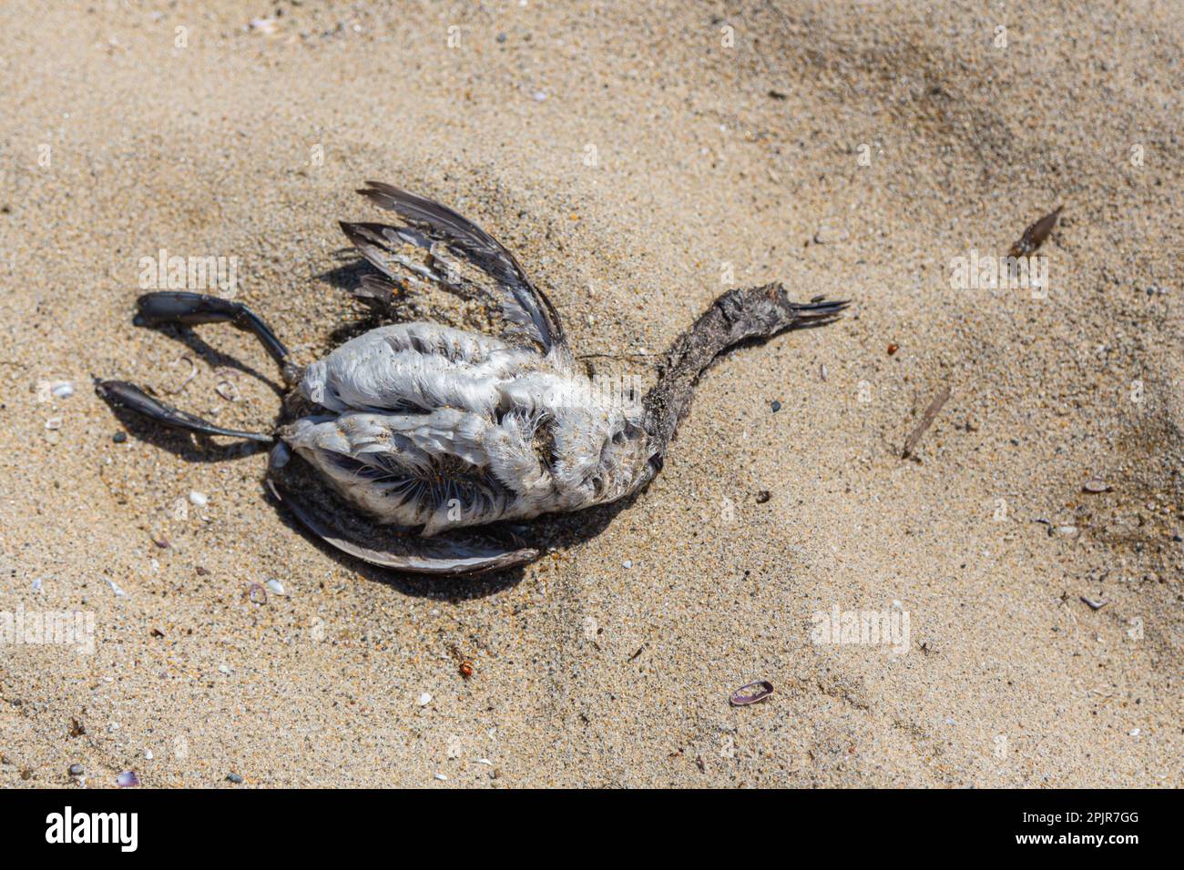 Dead body of bird caused by disease on Ocean beach. Dead bird on the ...