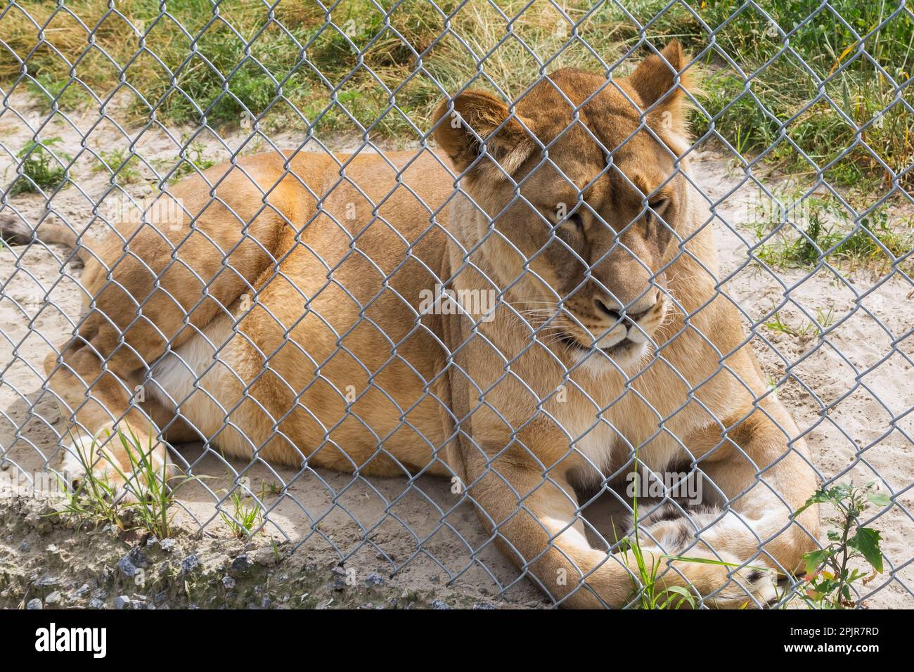Female Lion - Panthera leo in captivity behind wire mesh fence, Quebec ...