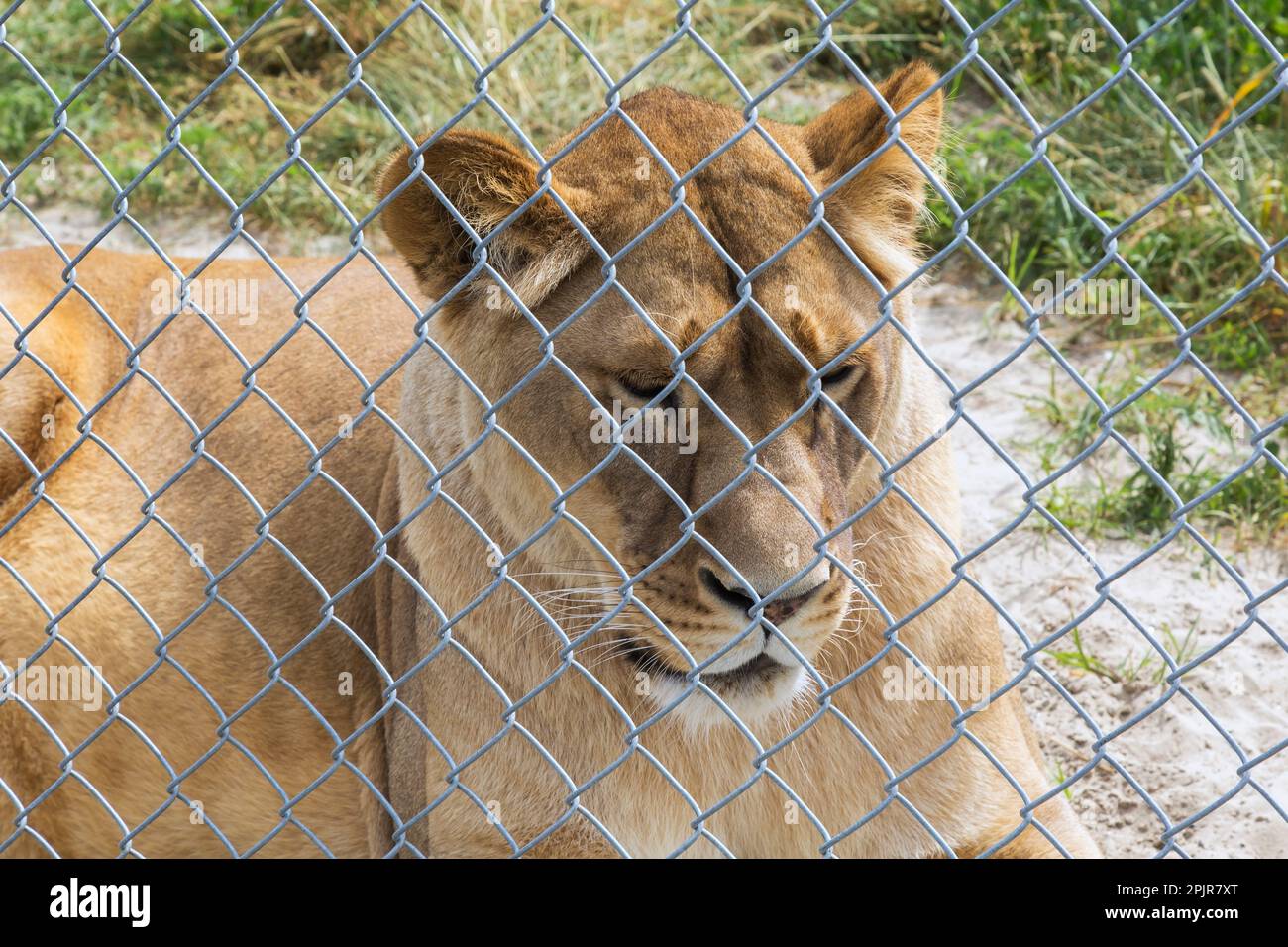 Female Lion - Panthera leo in captivity behind wire mesh fence, Quebec ...