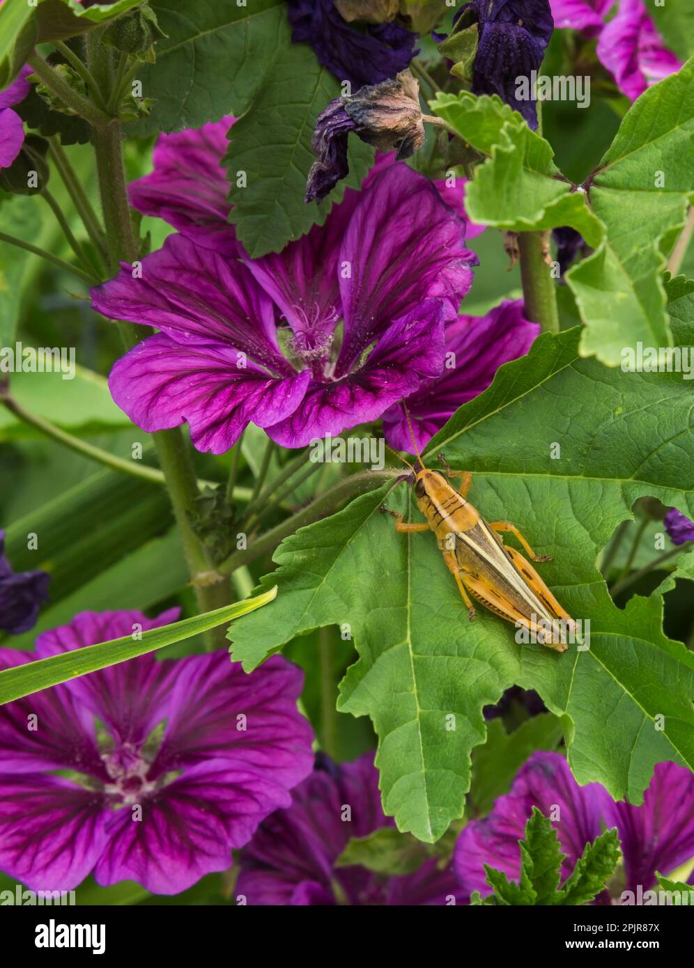 Malva sylvestris spp. 'Mauritiana' - Mauritian Mallow with Orthoptera ...