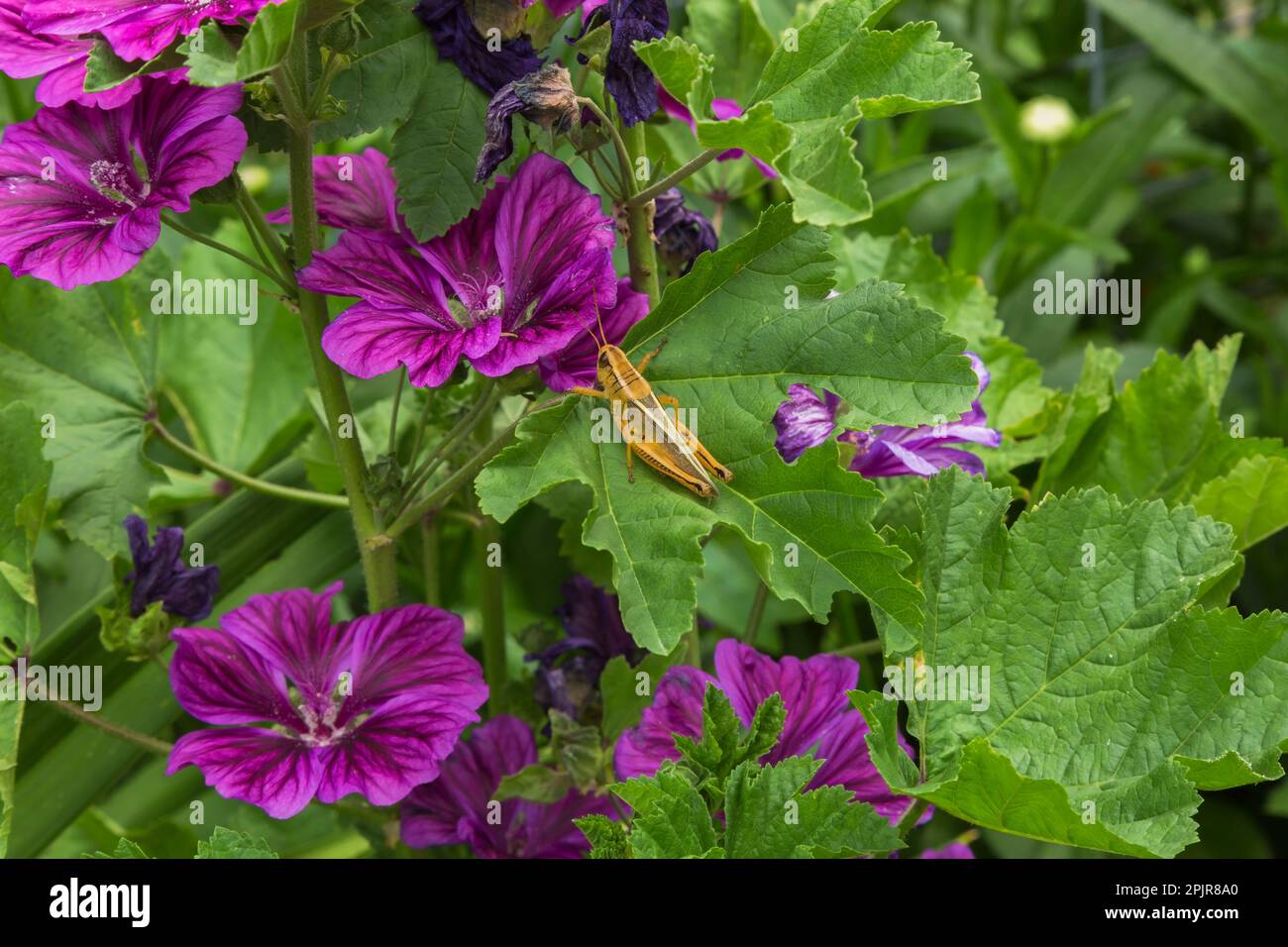 Malva sylvestris spp. 'Mauritiana' - Mauritian Mallow with Orthoptera ...