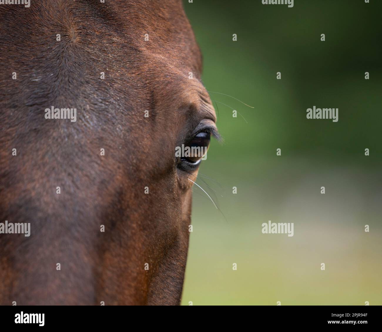 Bay mare quarter horse hi-res stock photography and images - Alamy
