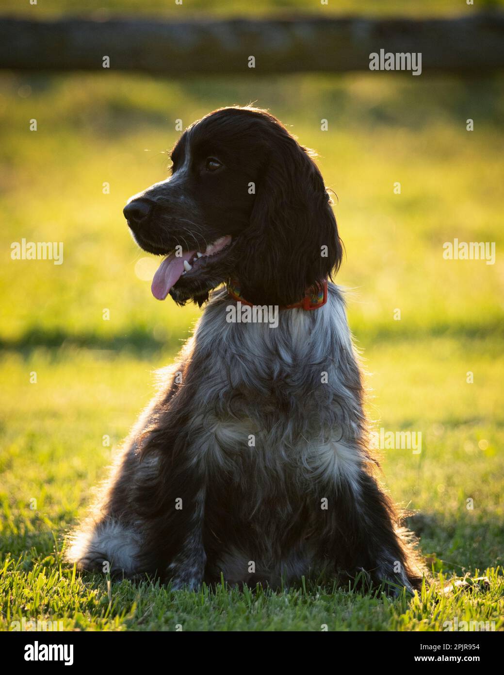 Blue roan English Cocker Spaniel puppy Stock Photo - Alamy