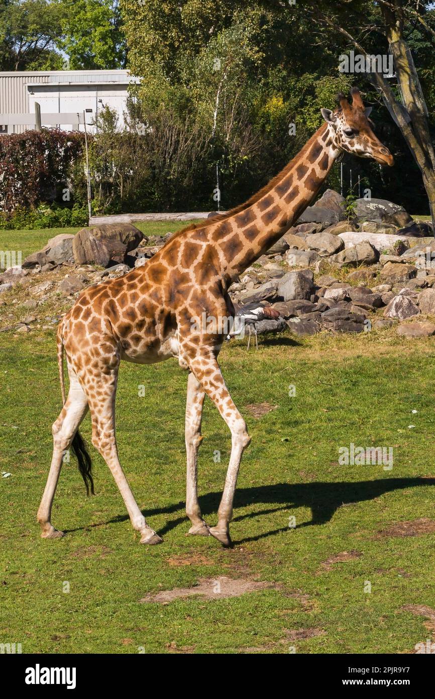 Giraffe - Giraffa camelopardalis in pen inside zoo in summer, Granby ...
