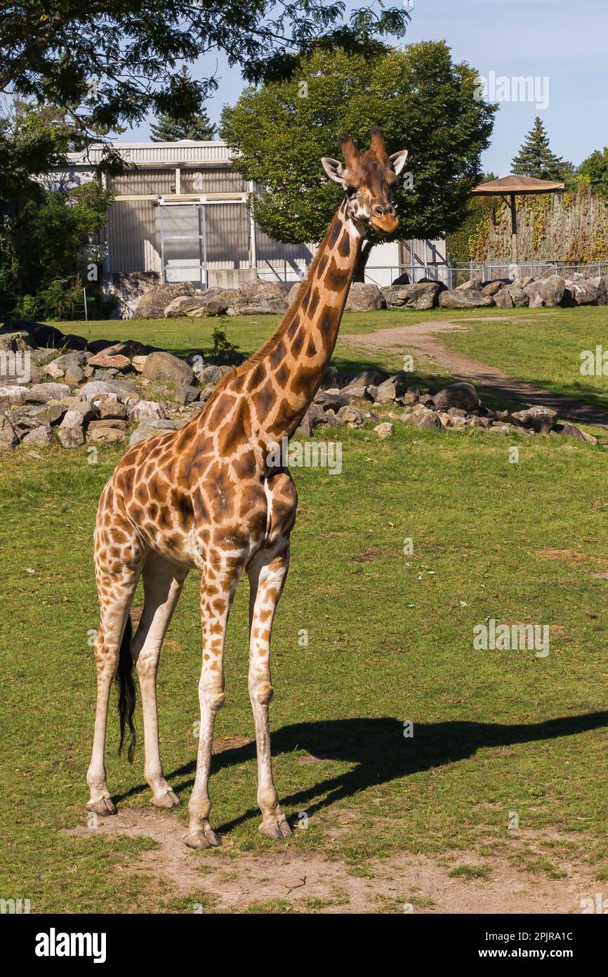 Giraffe - Giraffa camelopardalis in pen inside zoo in summer, Granby ...
