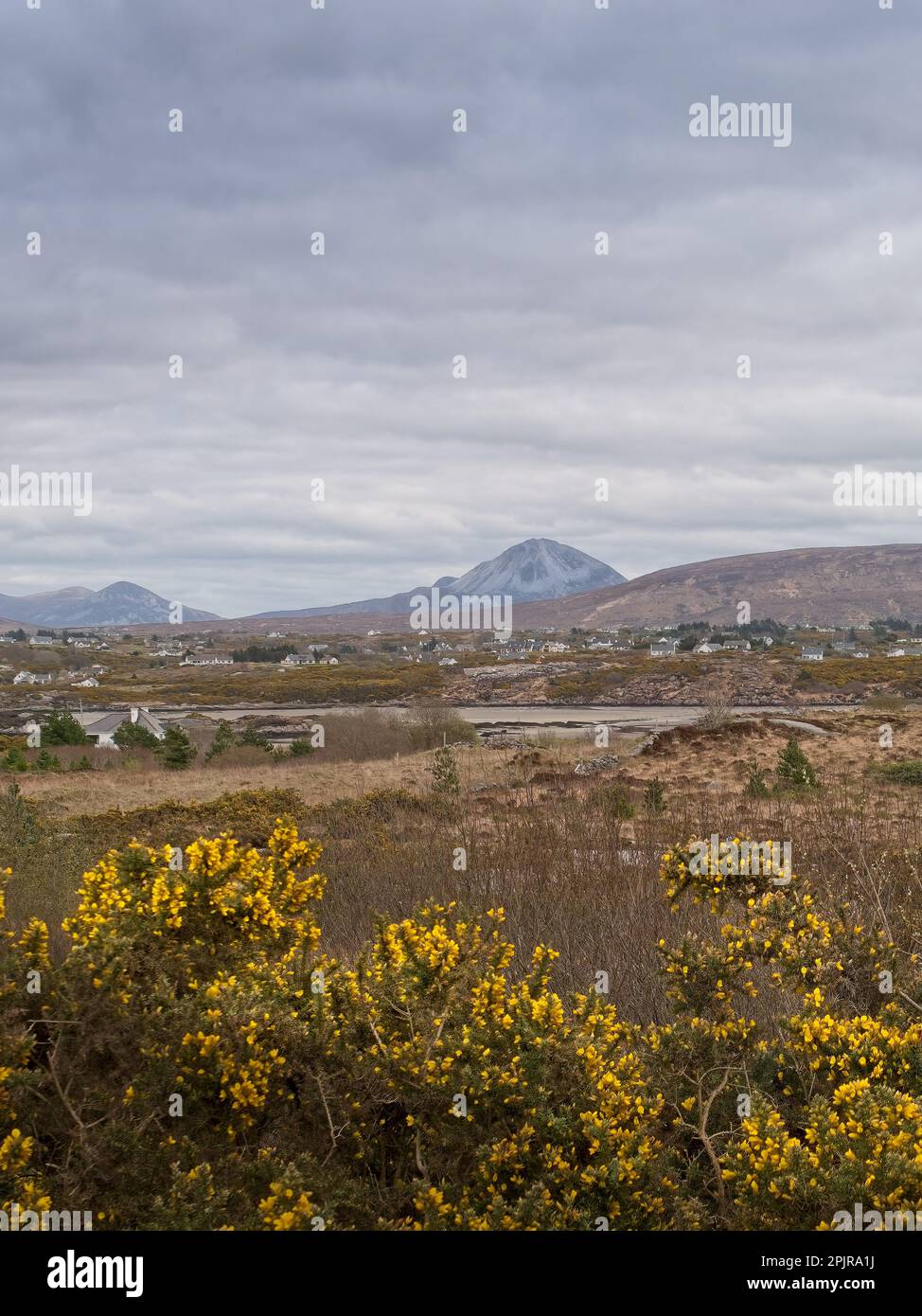 Rural view with field, flowers, houses and Mount Errigal in county ...