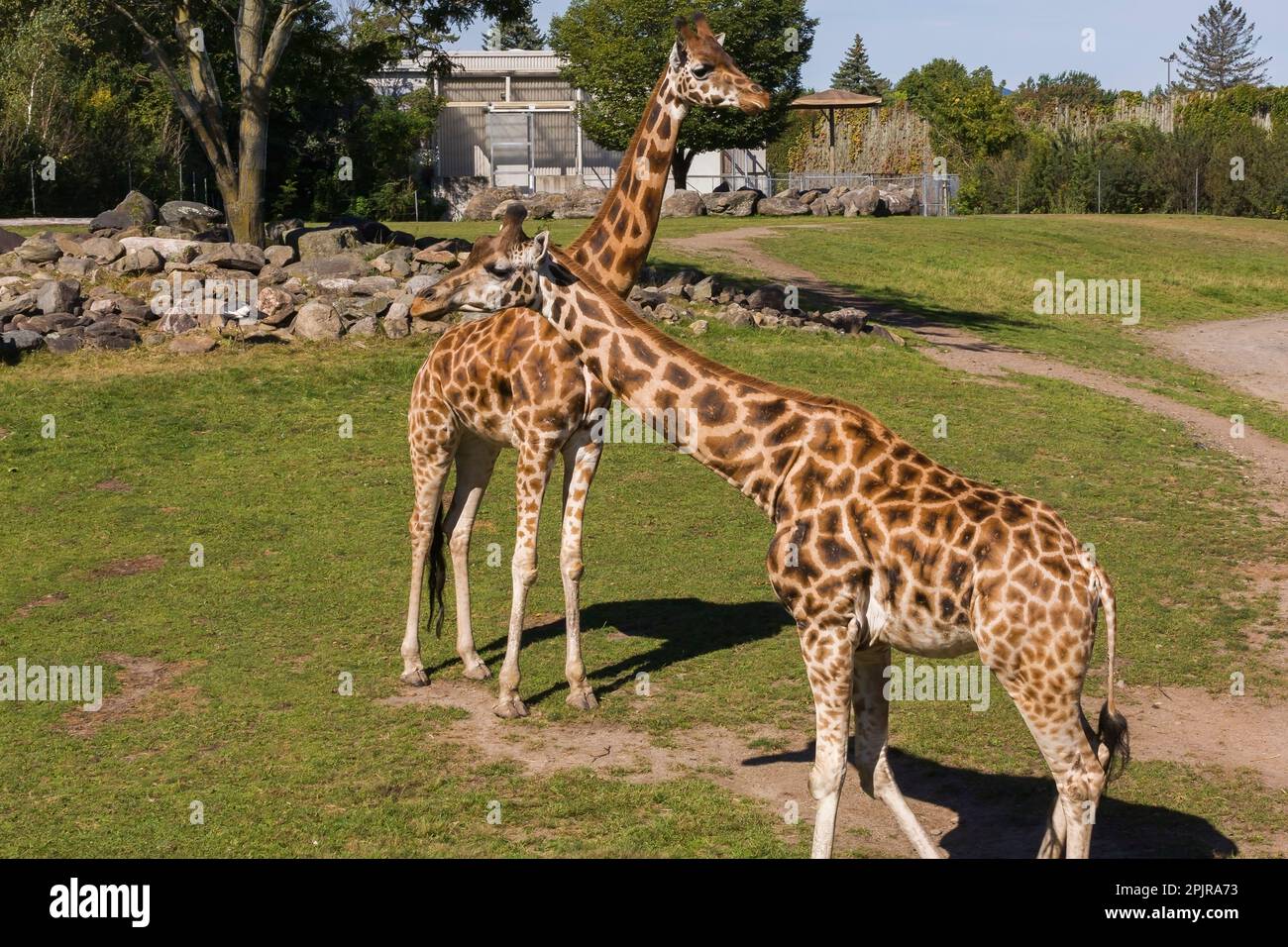 Giraffes - Giraffa camelopardalis in pen inside zoo in summer, Granby ...