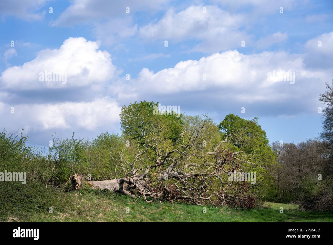 Fallen big oak tree in spring Stock Photo - Alamy