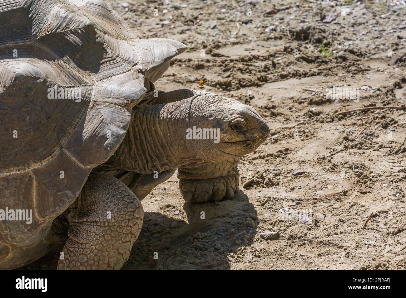 Aldabra giant tortoise - Aldabrachelys gigantea in captivity in summer ...