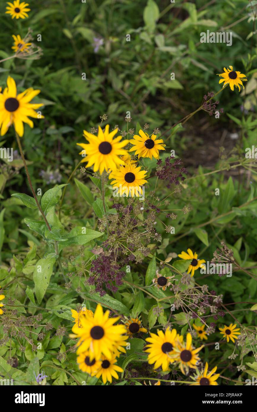 Rudbeckia seed hi-res stock photography and images - Alamy