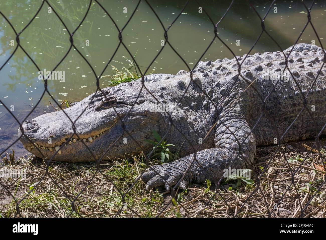 American Alligator - Alligator mississippiensis - in pen inside zoo in ...