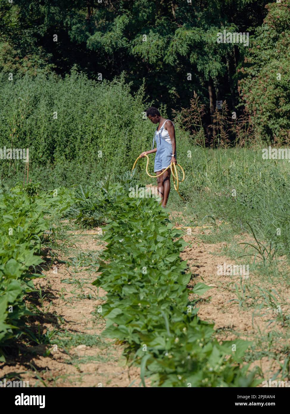 Short haired fit young african woman watering vegetable garden plants ...