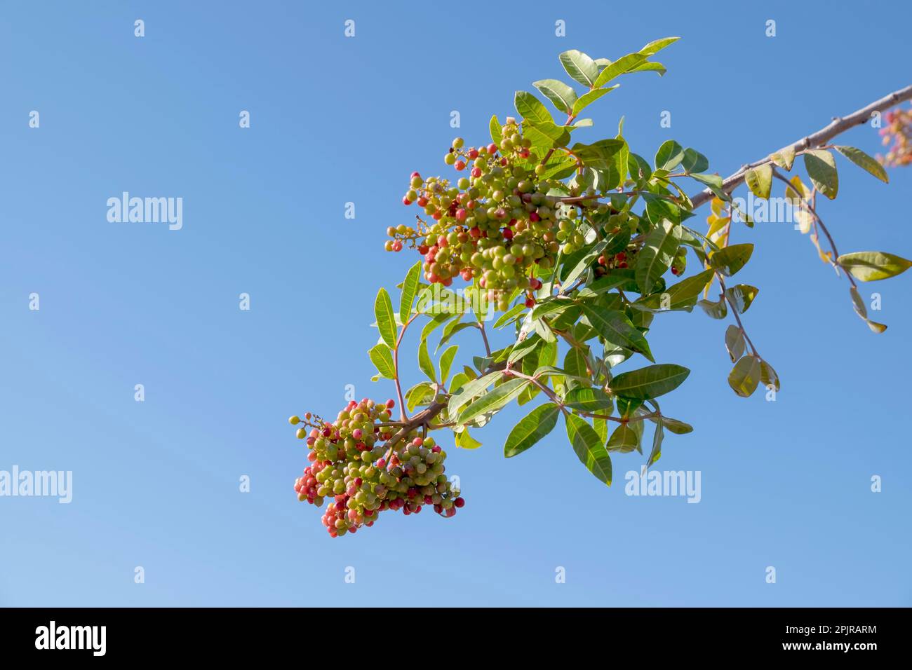 Brazilian brazilian peppertree (Schinus terebinthifolia), fruit stand ...
