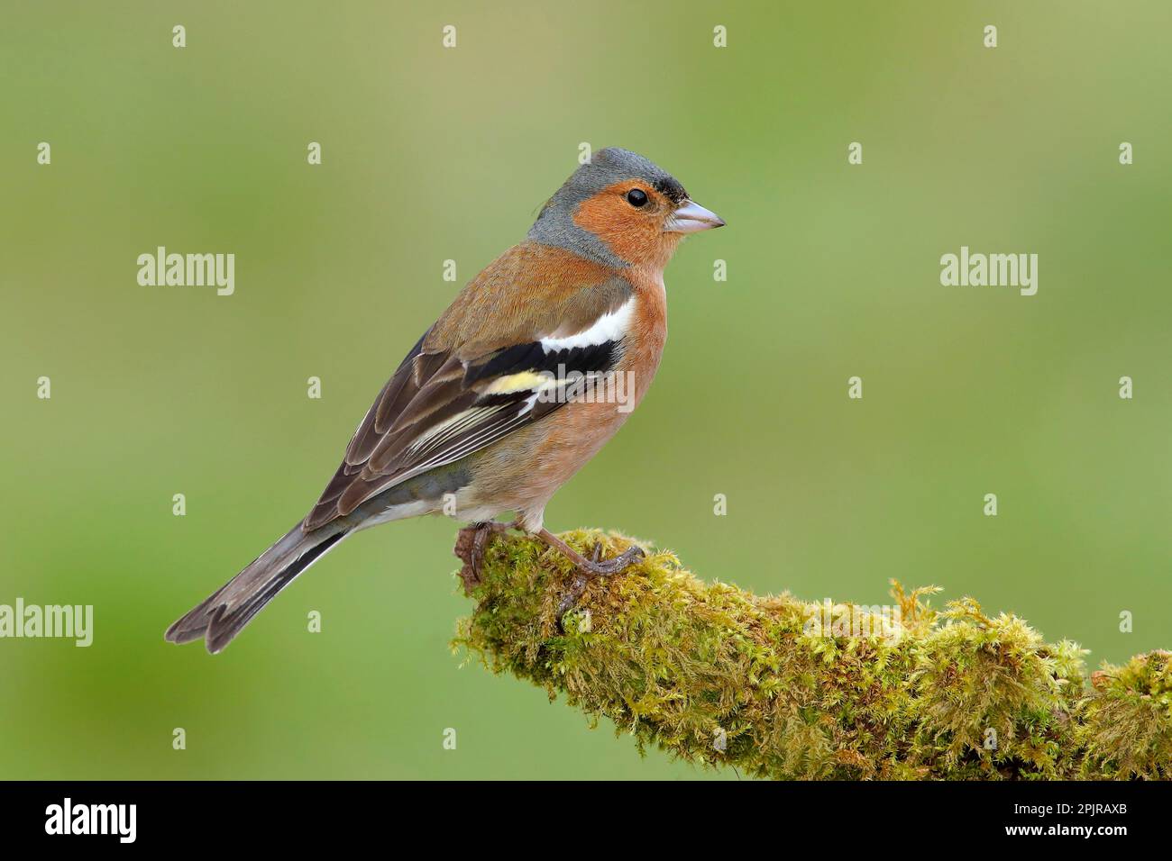 Common chaffinch (Fringilla coelebs), male (splendid dress) sitting on ...