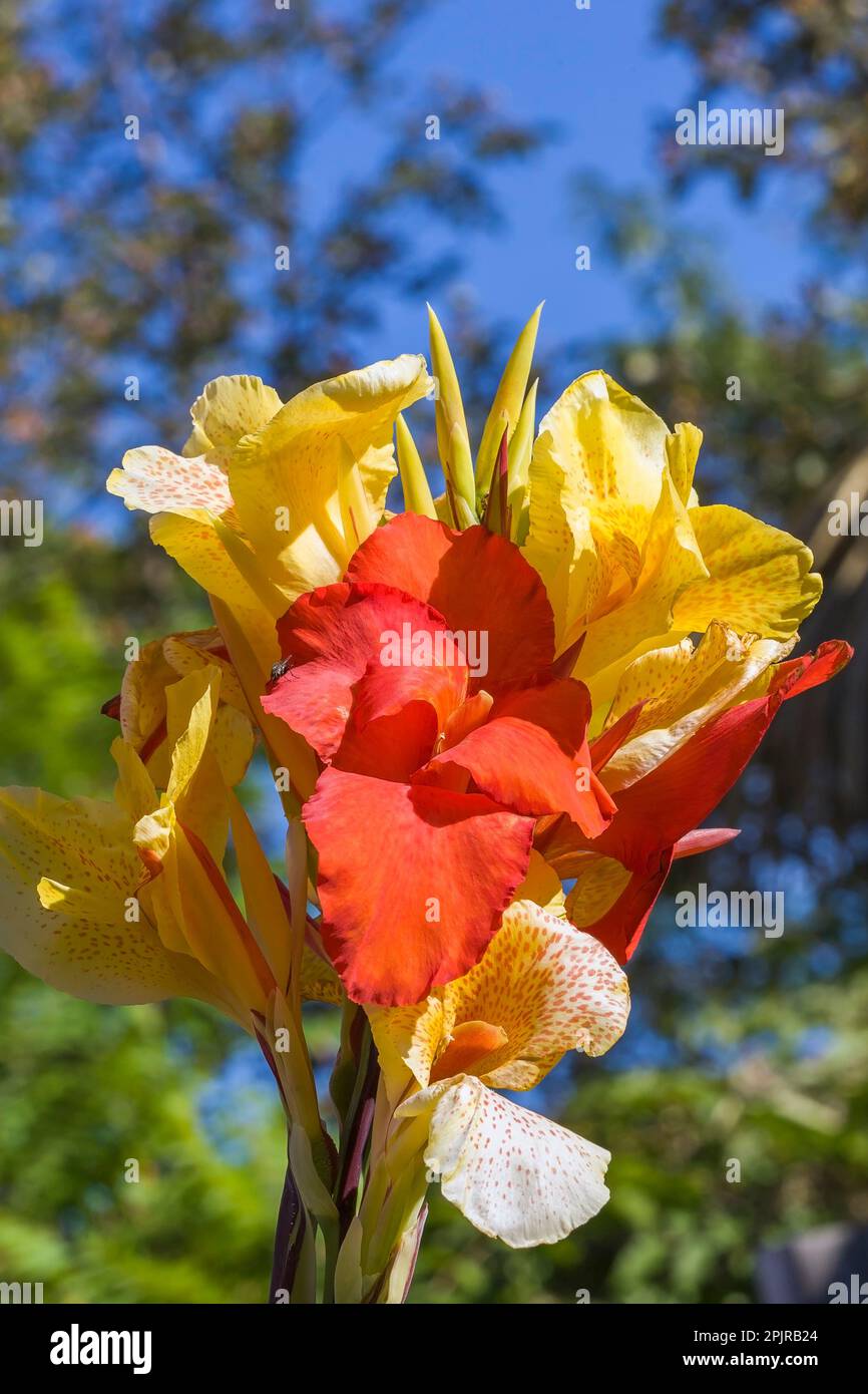 Indian shot plant flowering hi-res stock photography and images - Alamy
