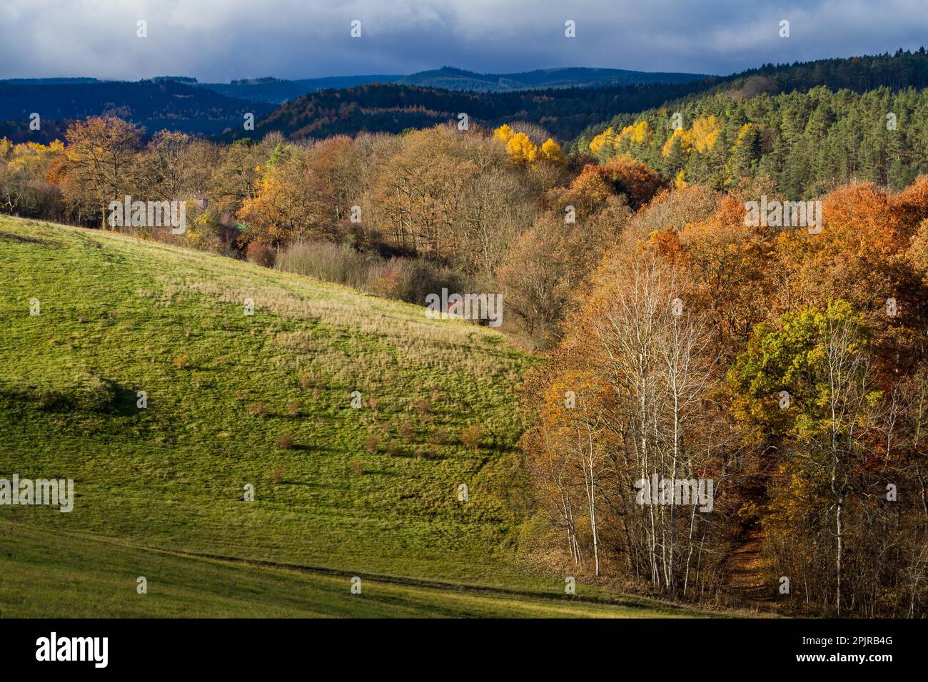 Autumn view golden forest hi-res stock photography and images - Alamy