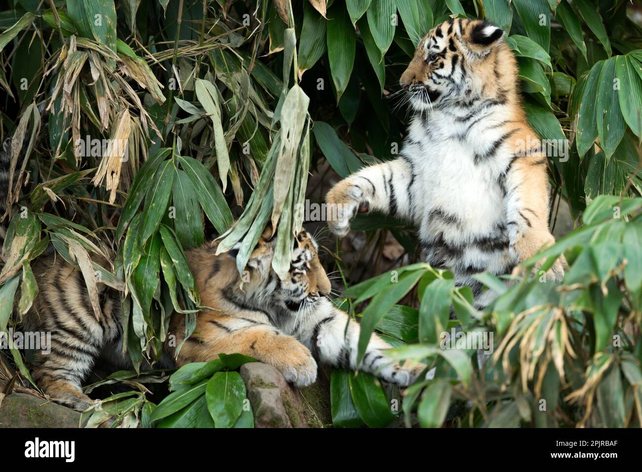 Siberian tiger (Phantera tigris altaica), cubs captive, Germany ...