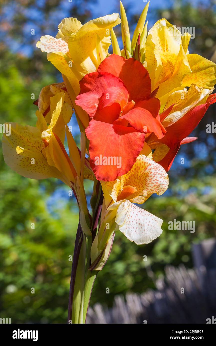 Indian shot plant flowering hi-res stock photography and images - Alamy