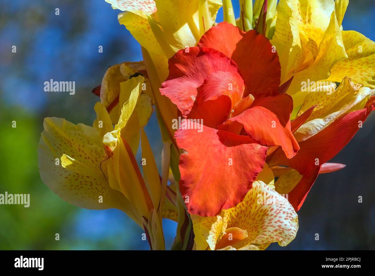 Indian shot plant flowering hi-res stock photography and images - Alamy