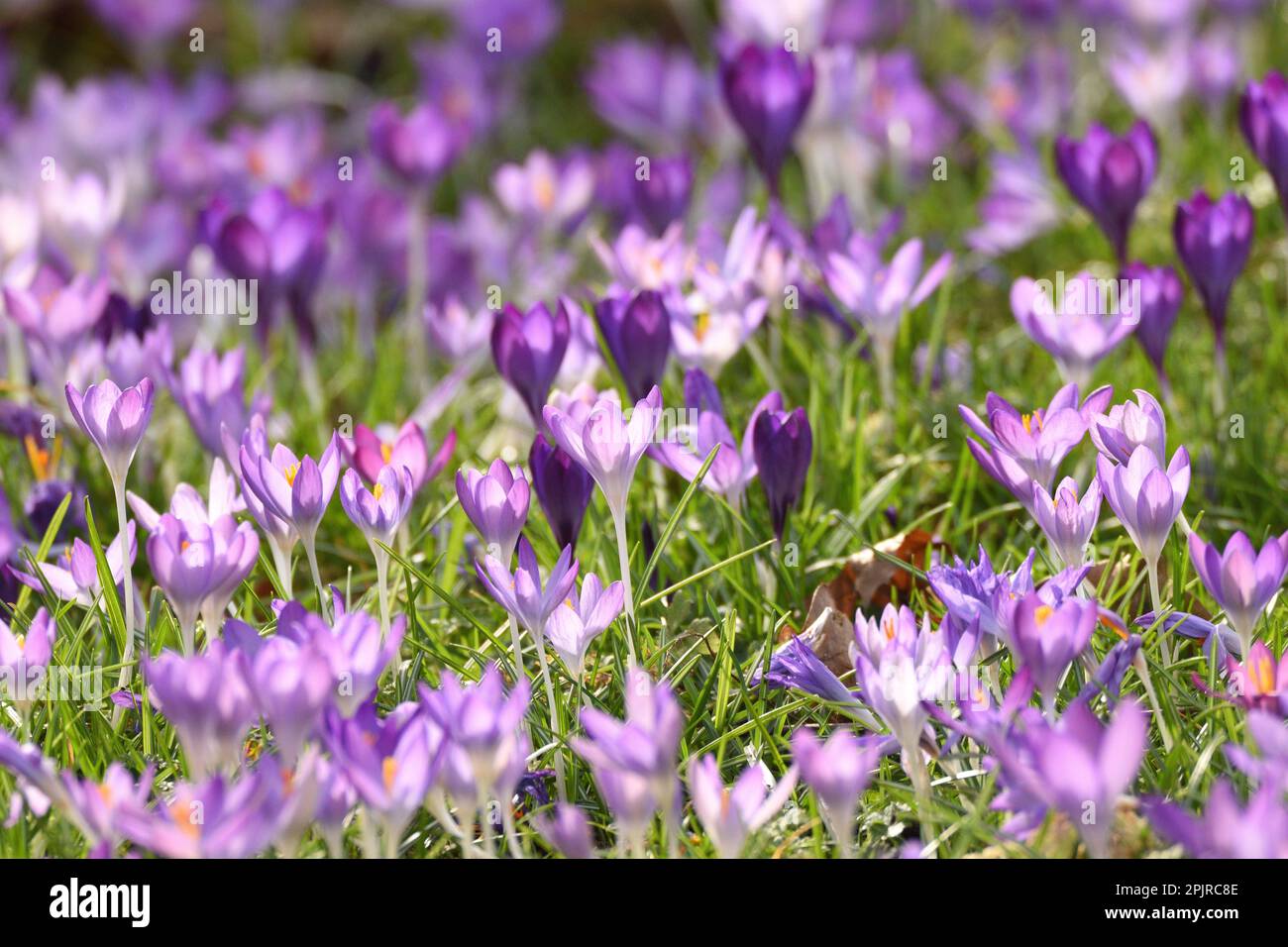 Springtime Crocuses with the sunlight shining through their petals in a ...