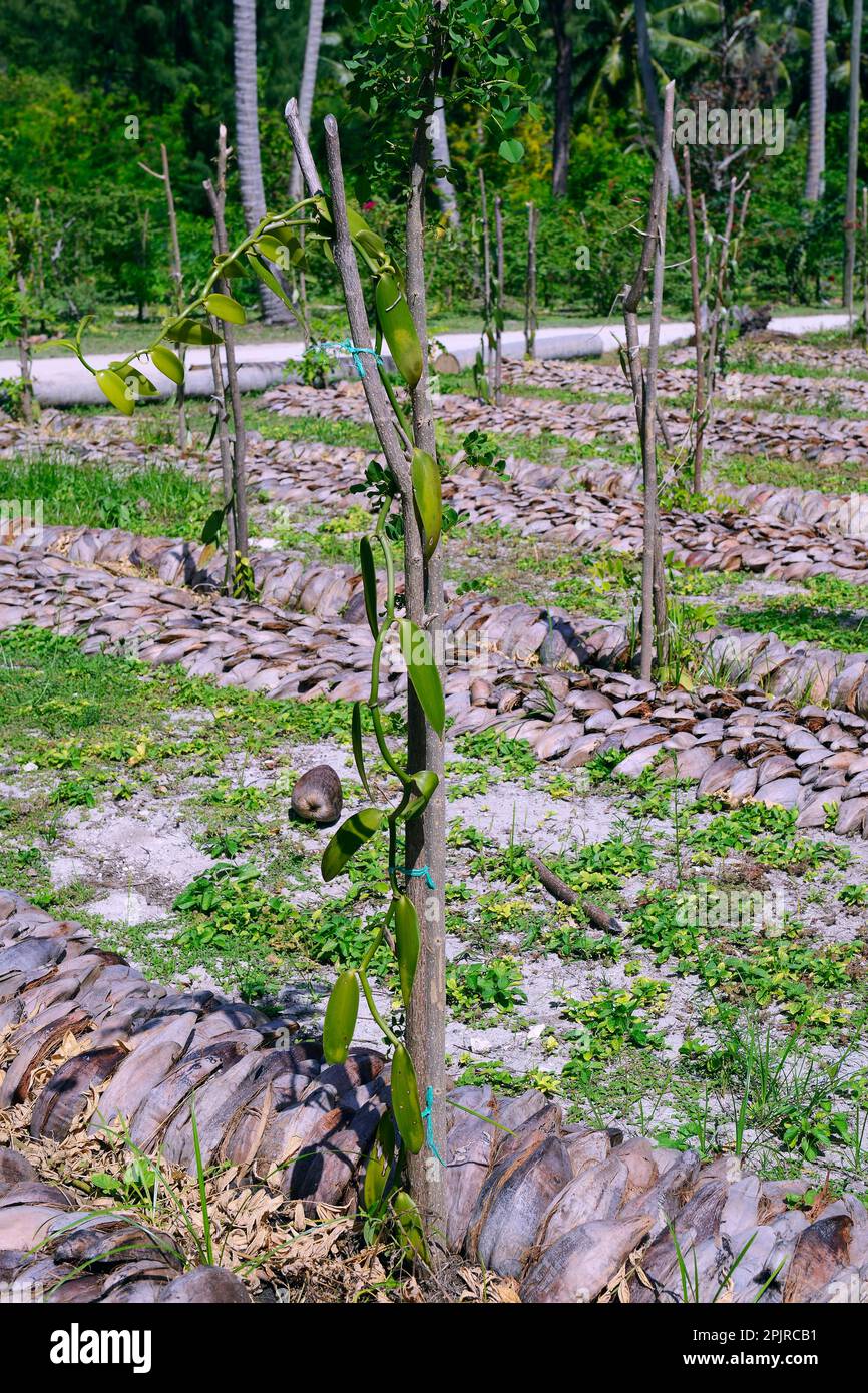 Vanilla plants, flat leaved vanilla (Vanilla planifolia), Platange, La ...
