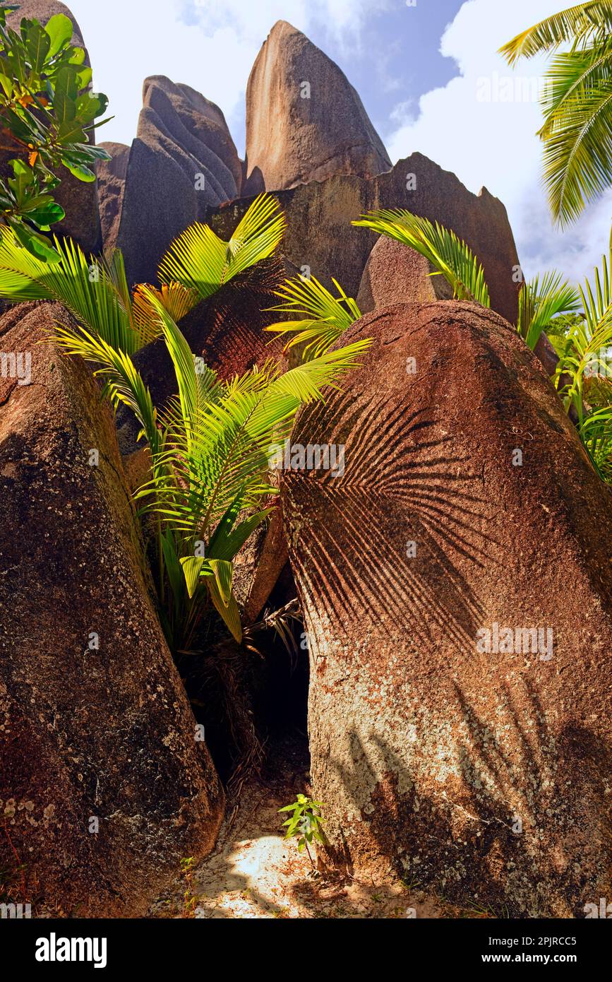Palm trees and granite rocks on the dream beach Source d'Argent, La ...
