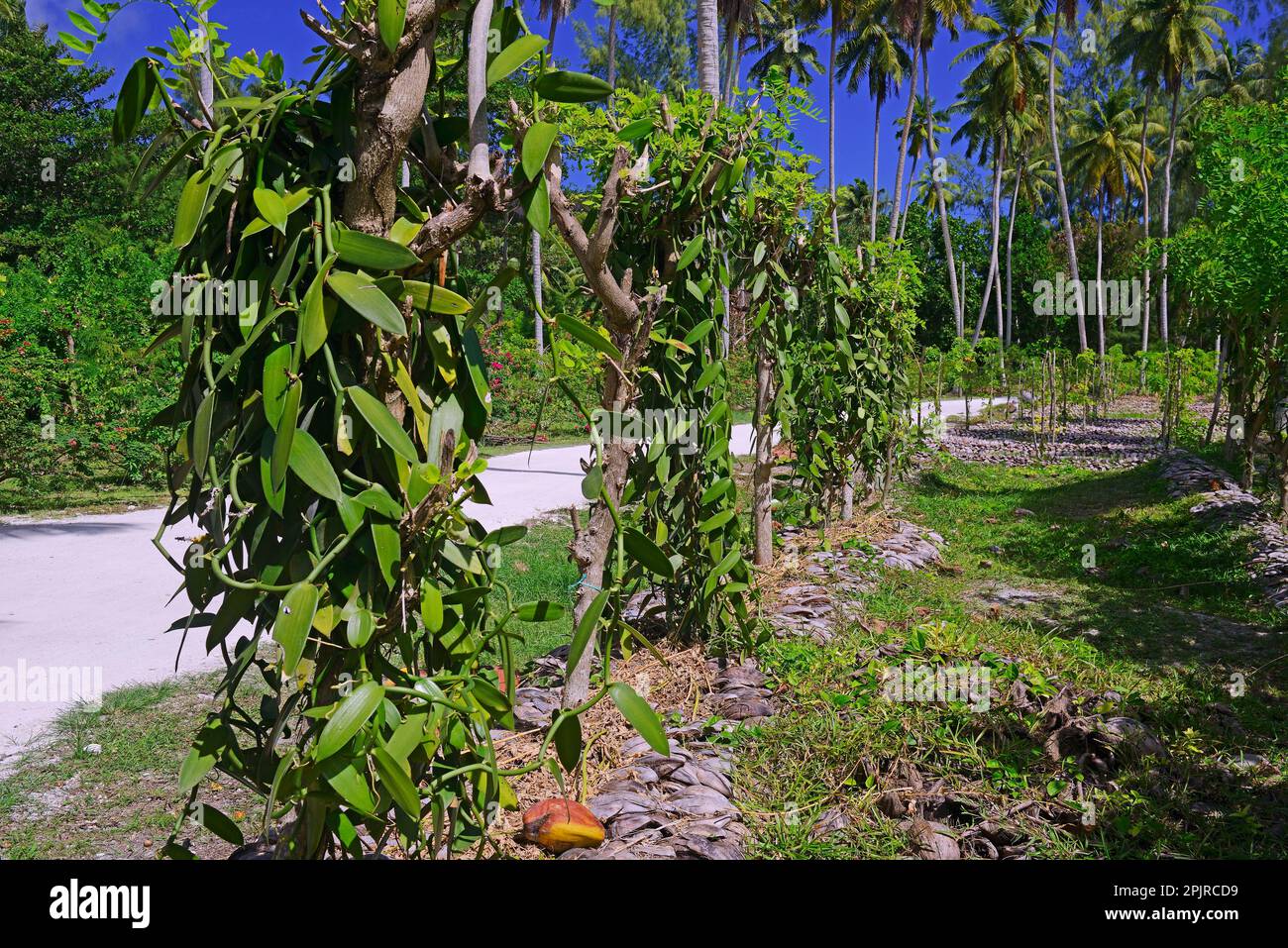 Vanilla plants, flat leaved vanilla (Vanilla planifolia), Platange, La ...