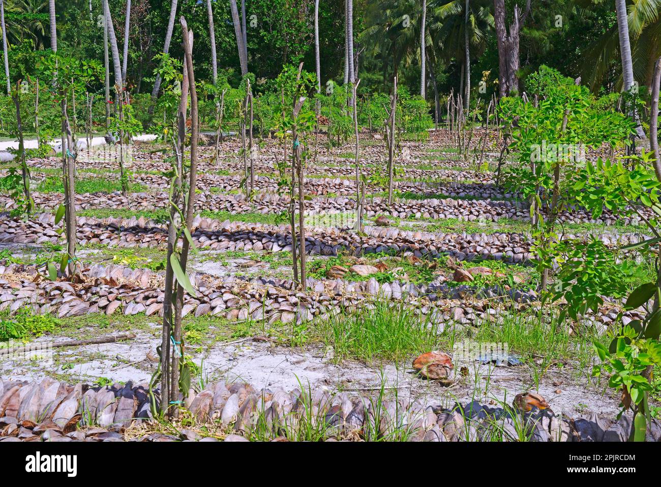 Vanilla plants, flat leaved vanilla (Vanilla planifolia), Platange, La ...