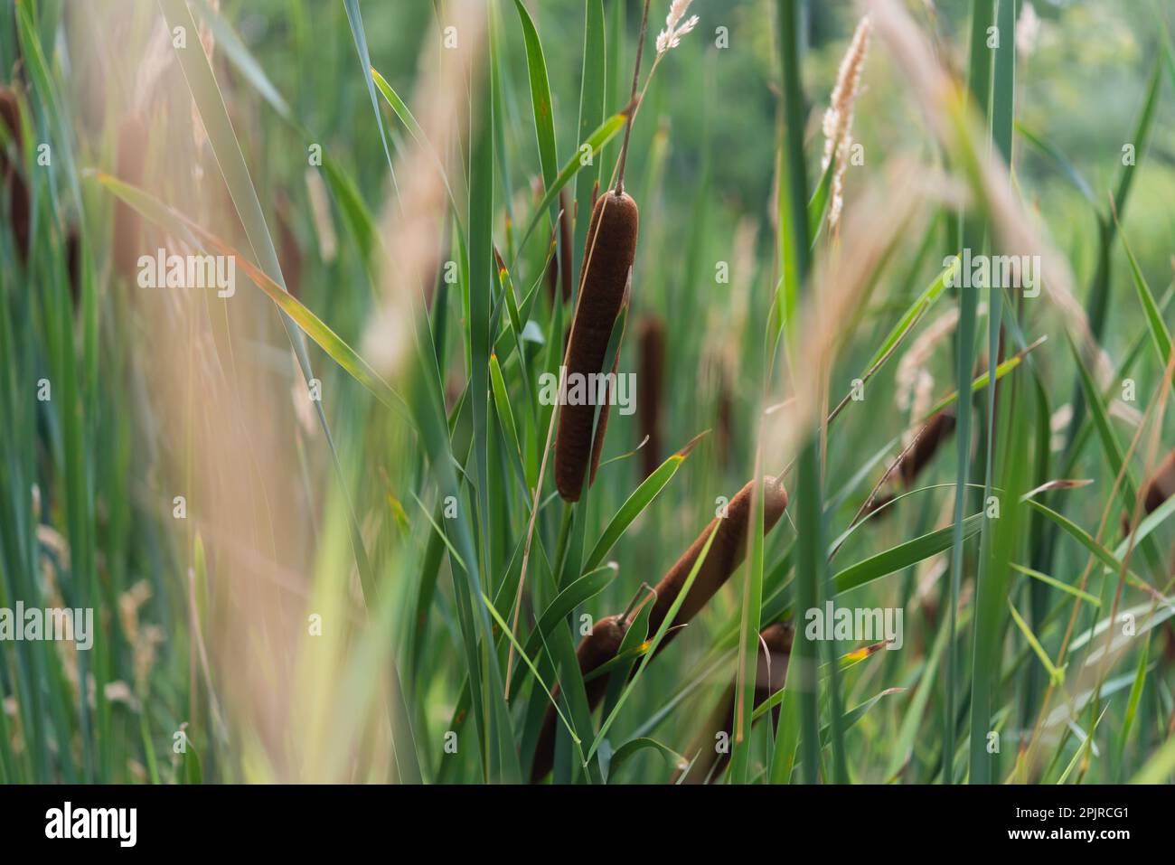 bulrush in a swampy area of a conservation park Stock Photo - Alamy