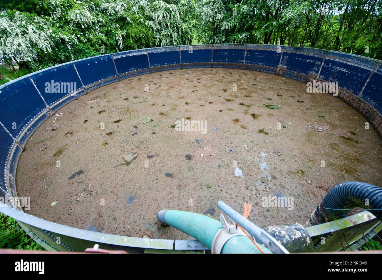 Slurry lagoon on a farm surrounded by hawthorn bushes, Cumbria, England ...