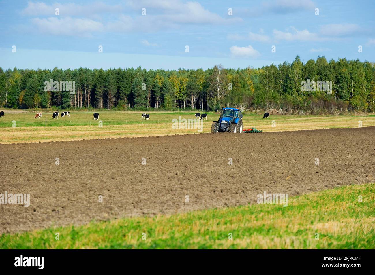 Tractor ploughing arable field, beside cattle herd in pasture, Sweden ...
