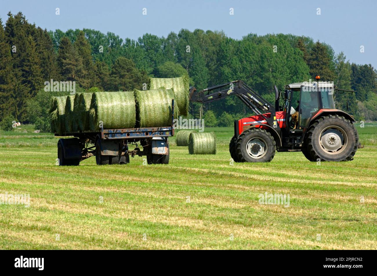 Silage round bales loaded on trailer with Massey Ferguson 6290 tractor ...