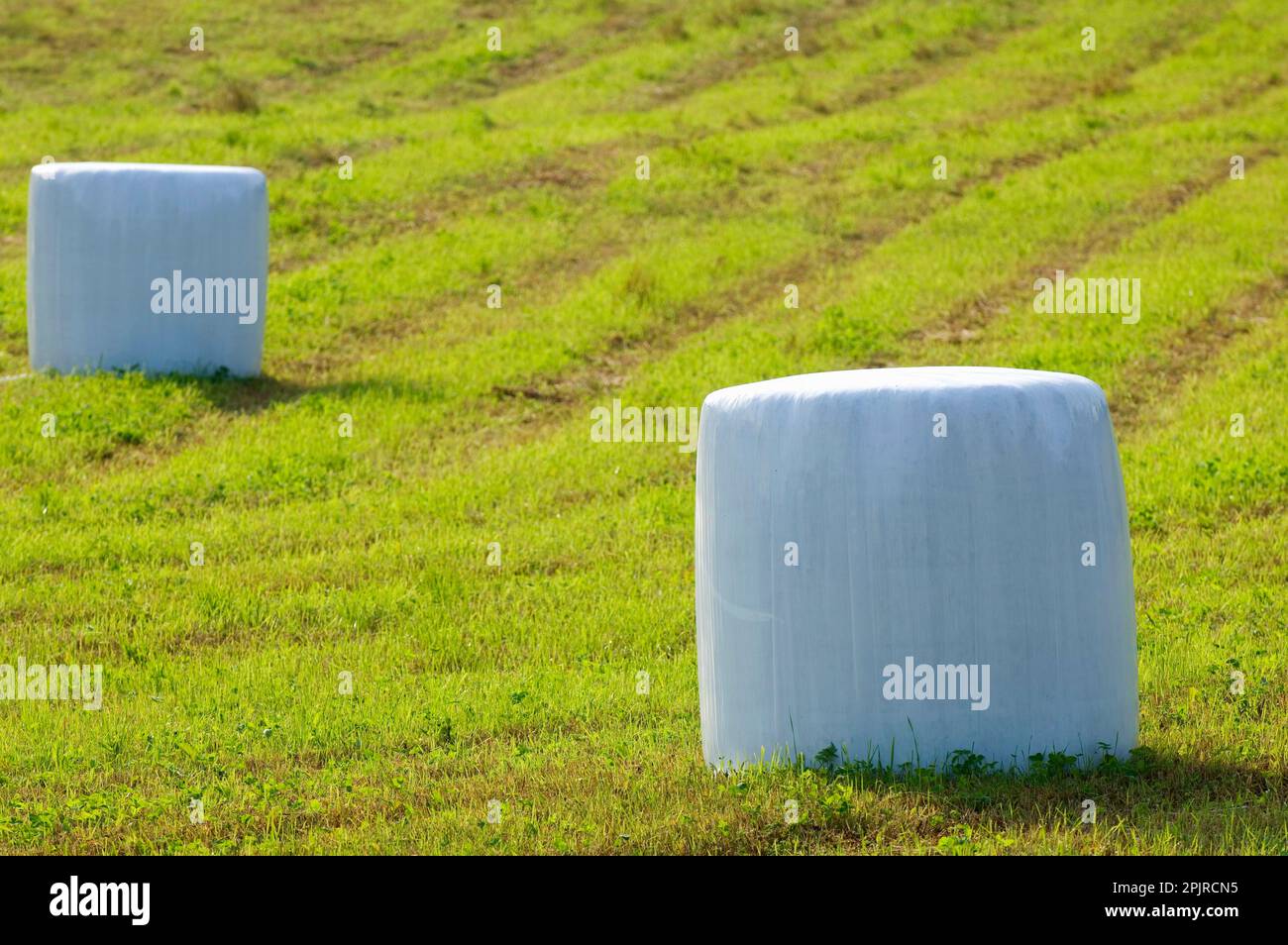 Plastic wrapped silage round bales in the field, High Coast, Gulf of ...