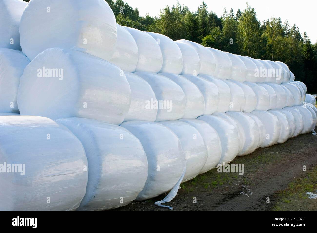 Plastic wrapped round silage bales, Sweden Stock Photo - Alamy