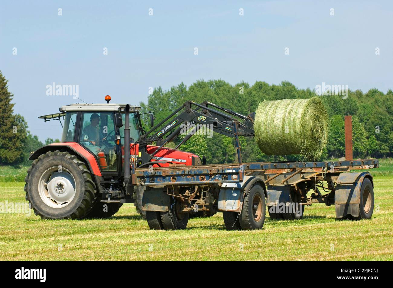 Silage round bales loaded on trailer with Massey Ferguson 6290 tractor ...