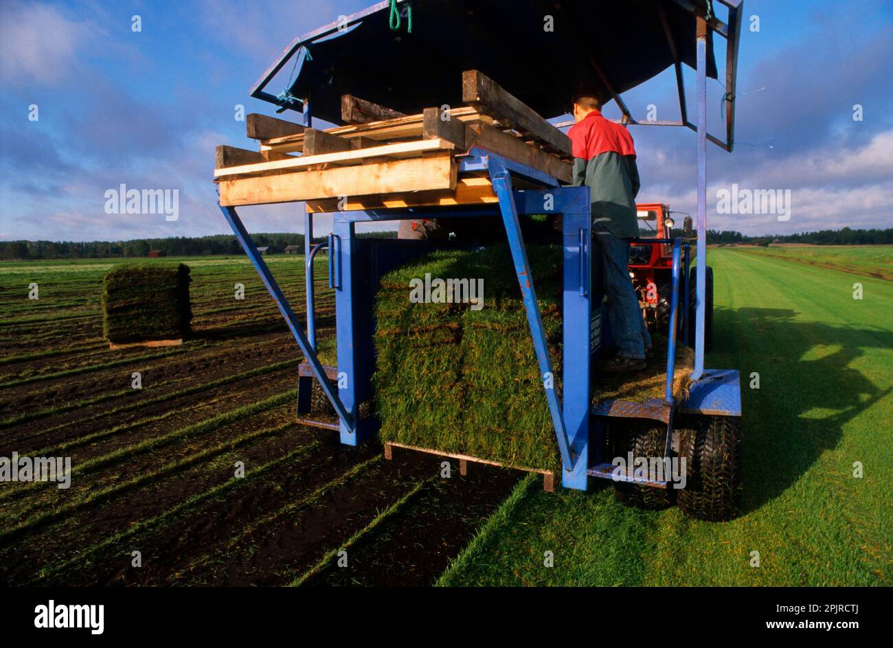 Turf grass (Graminae sp.), machine cutting of lawn, Sweden Stock Photo ...