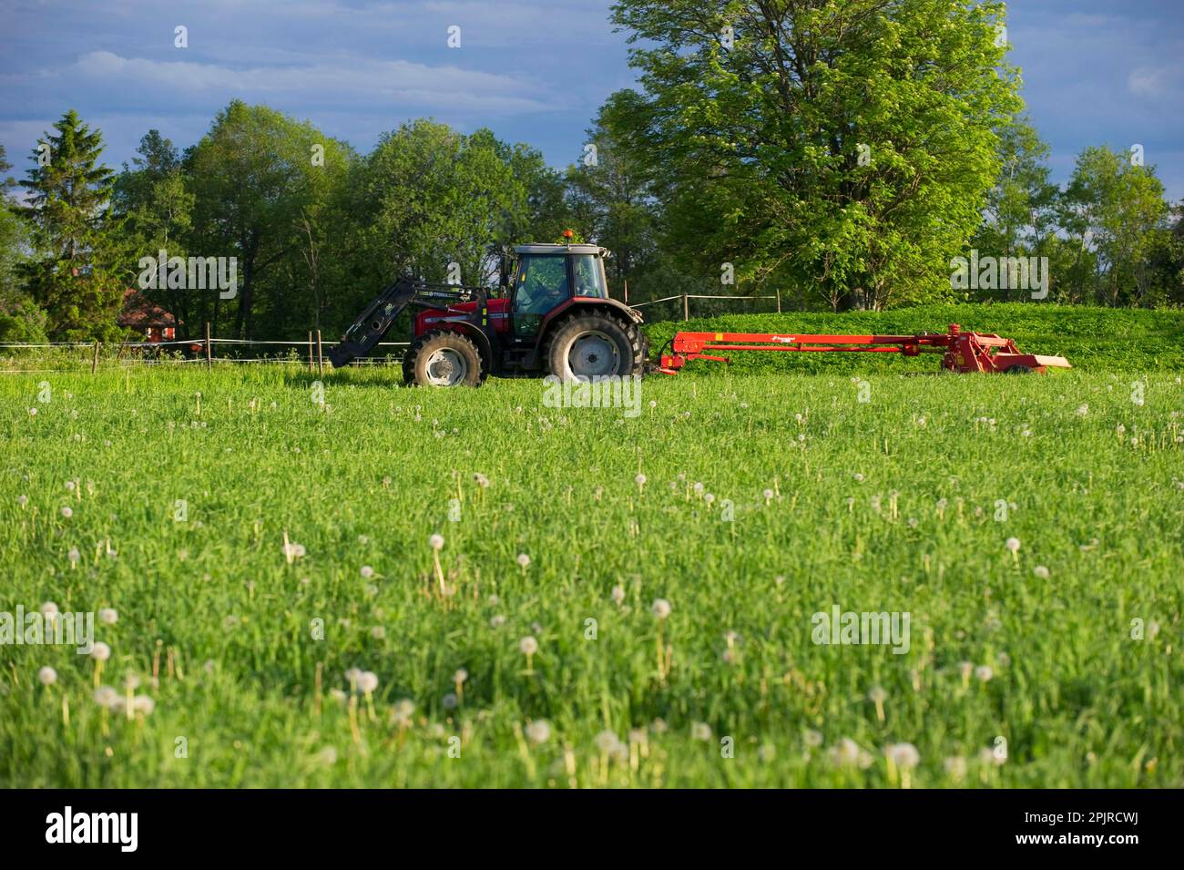 Massey Ferguson tractor with Kverneland mower, cutting grass silage ...