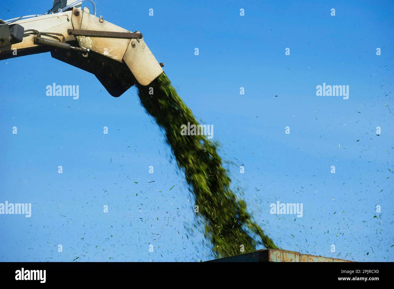 Claas Jaguar 850 forage harvester, cutting grass for silage and loading ...