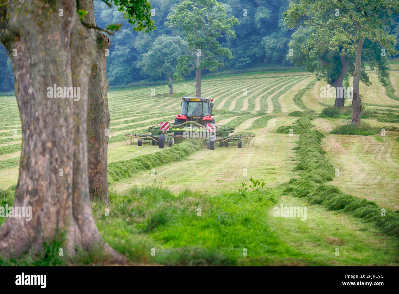 Tractor with tedder rowing grass in field with mature trees, Grimsargh ...