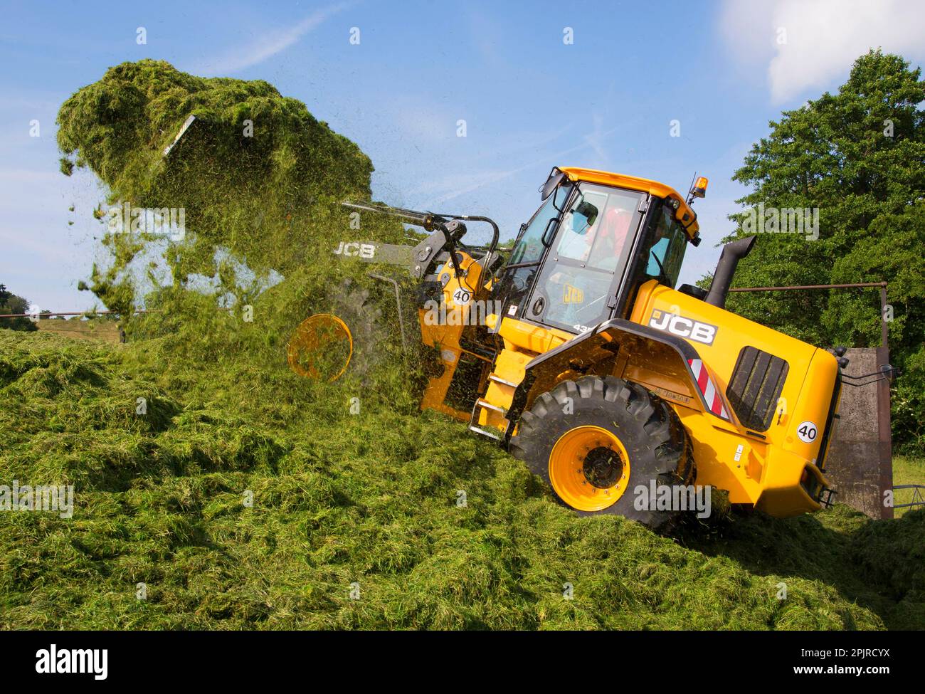 JCB loader compacting grass silage clamp, Grimsargh, Preston ...