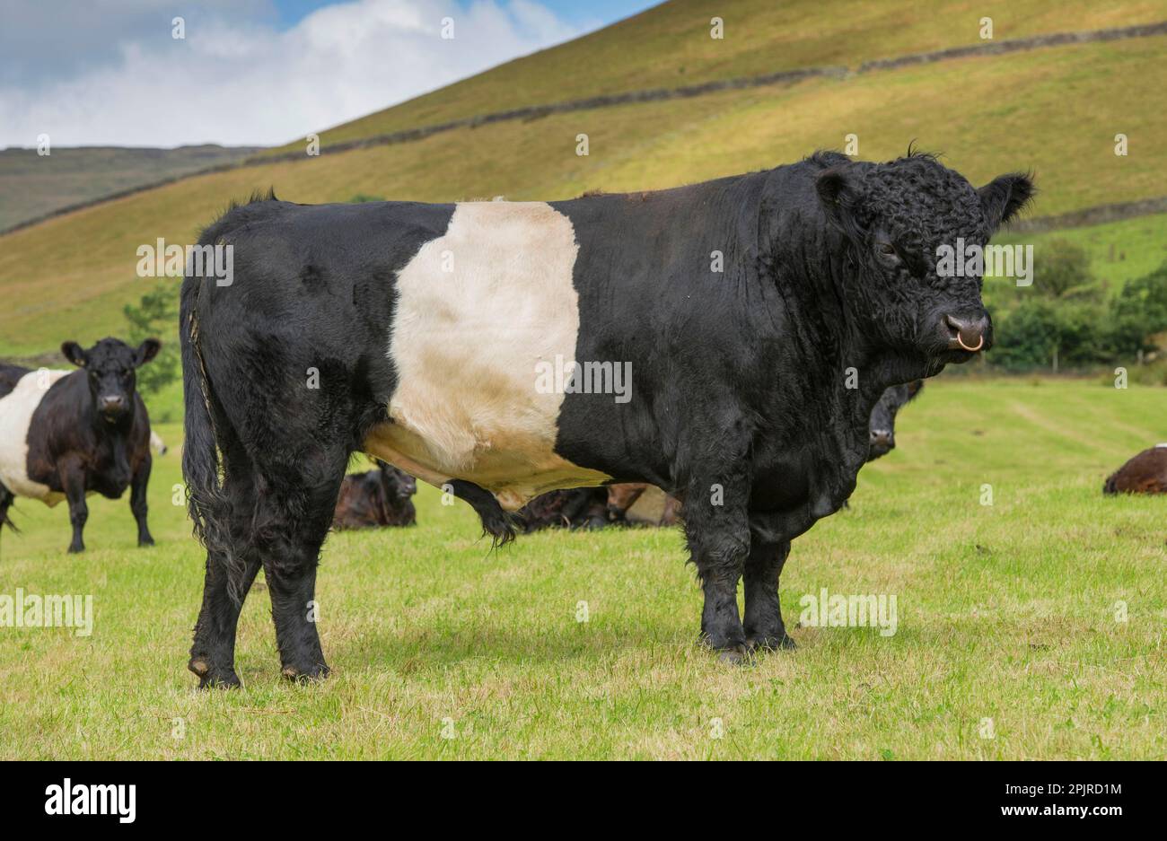 Domestic cattle, Belted Galloway, bull and cows, standing on pasture ...