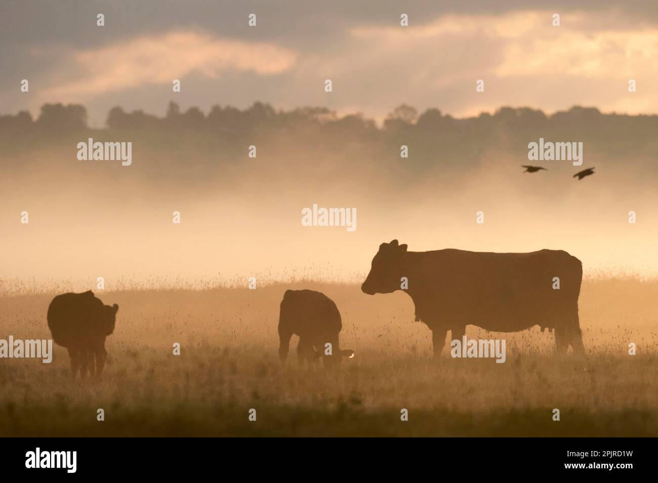 Domestic cattle, cows and calves, silhouetted at sunrise in coastal ...