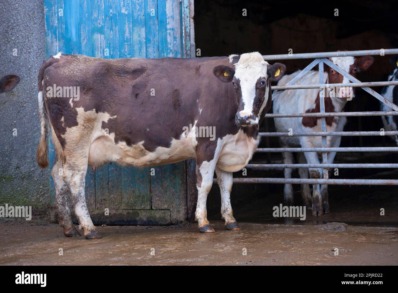 Domestic cattle, Fleckvieh cross cows, standing in the yard, Cumbria ...