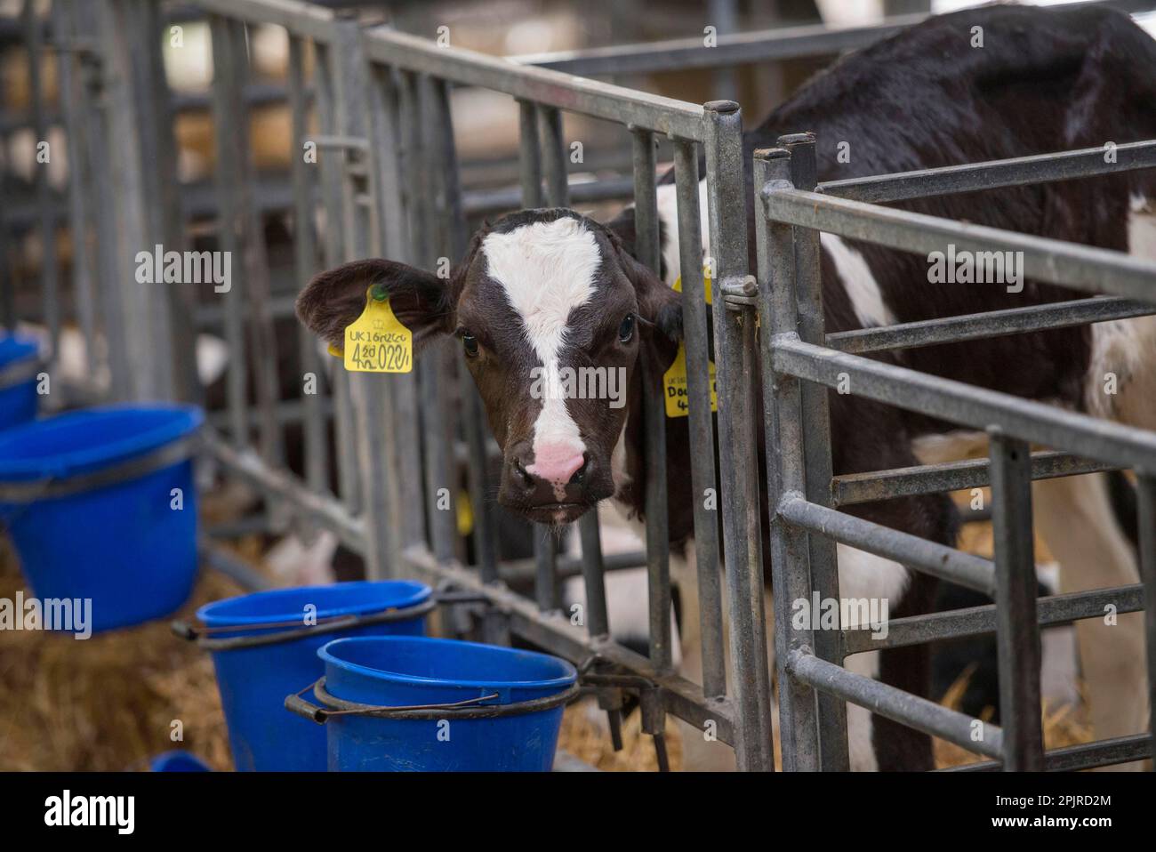 Domestic cattle, Holstein calf, standing in calf pen on dairy farm ...