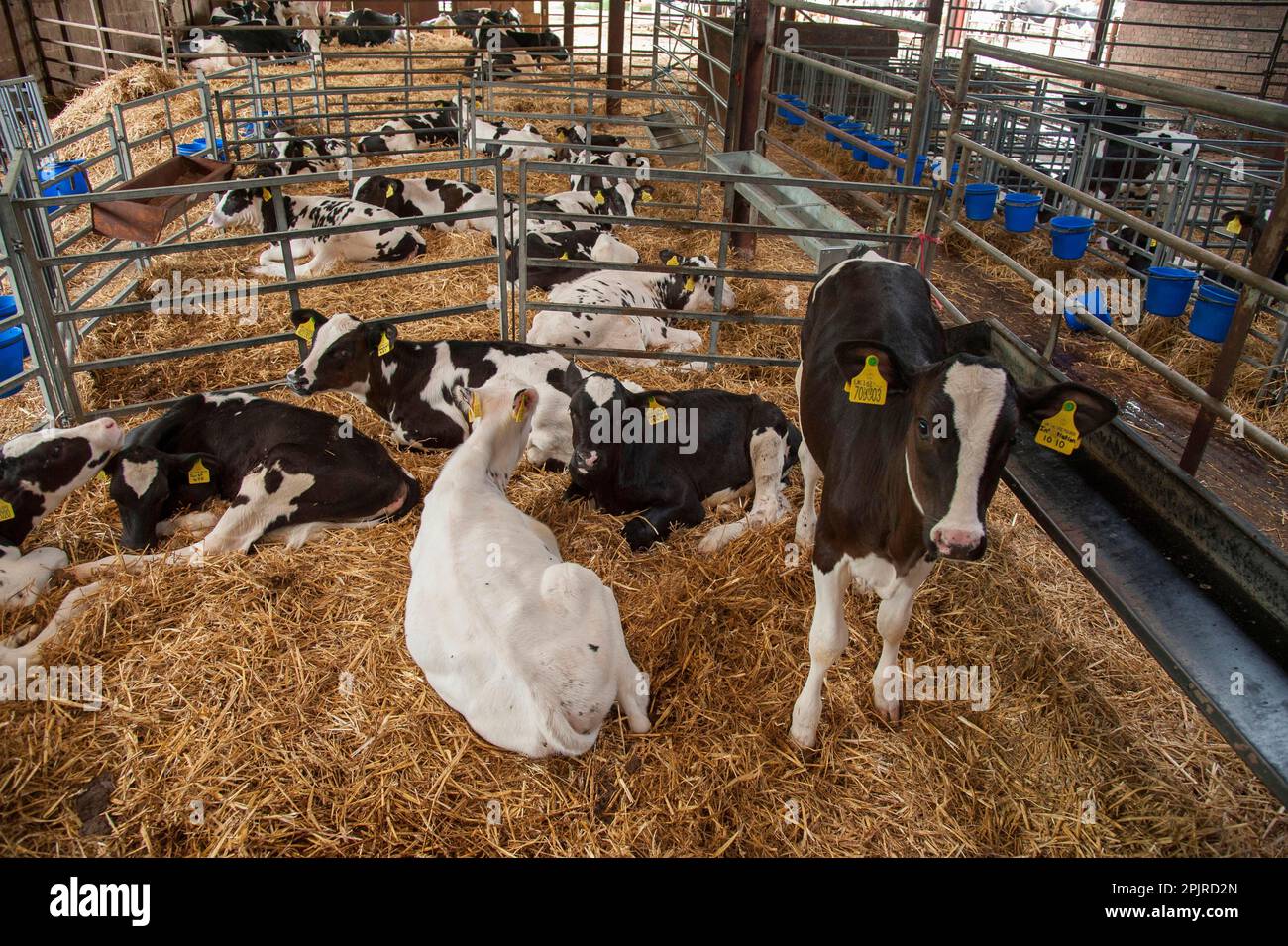 Domestic cattle calves in pens hi-res stock photography and images - Alamy