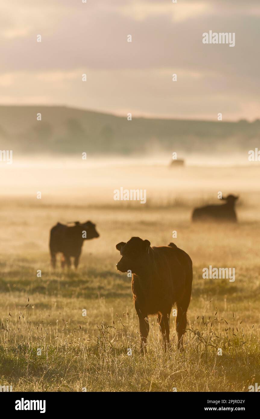 Domestic cattle, cows and calves, silhouetted at sunrise in coastal ...