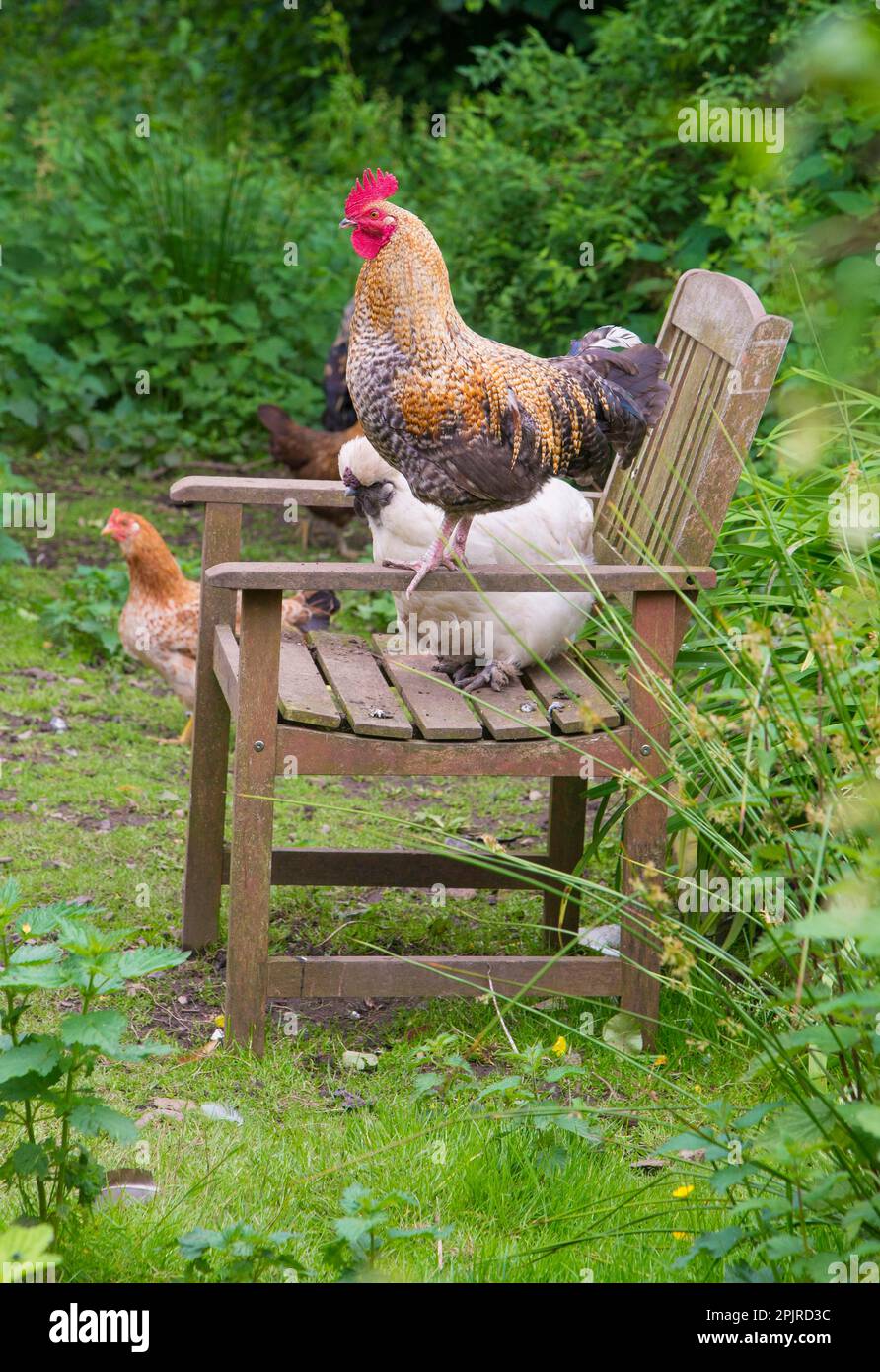 Domestic Chicken, cockerel and hens, on garden chair, Cumbria, England ...