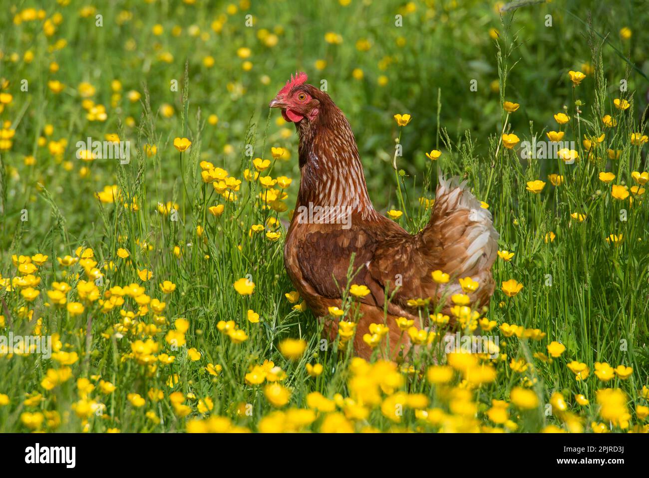 Domestic Chicken, freerange hen, standing amongst flowering buttercups ...