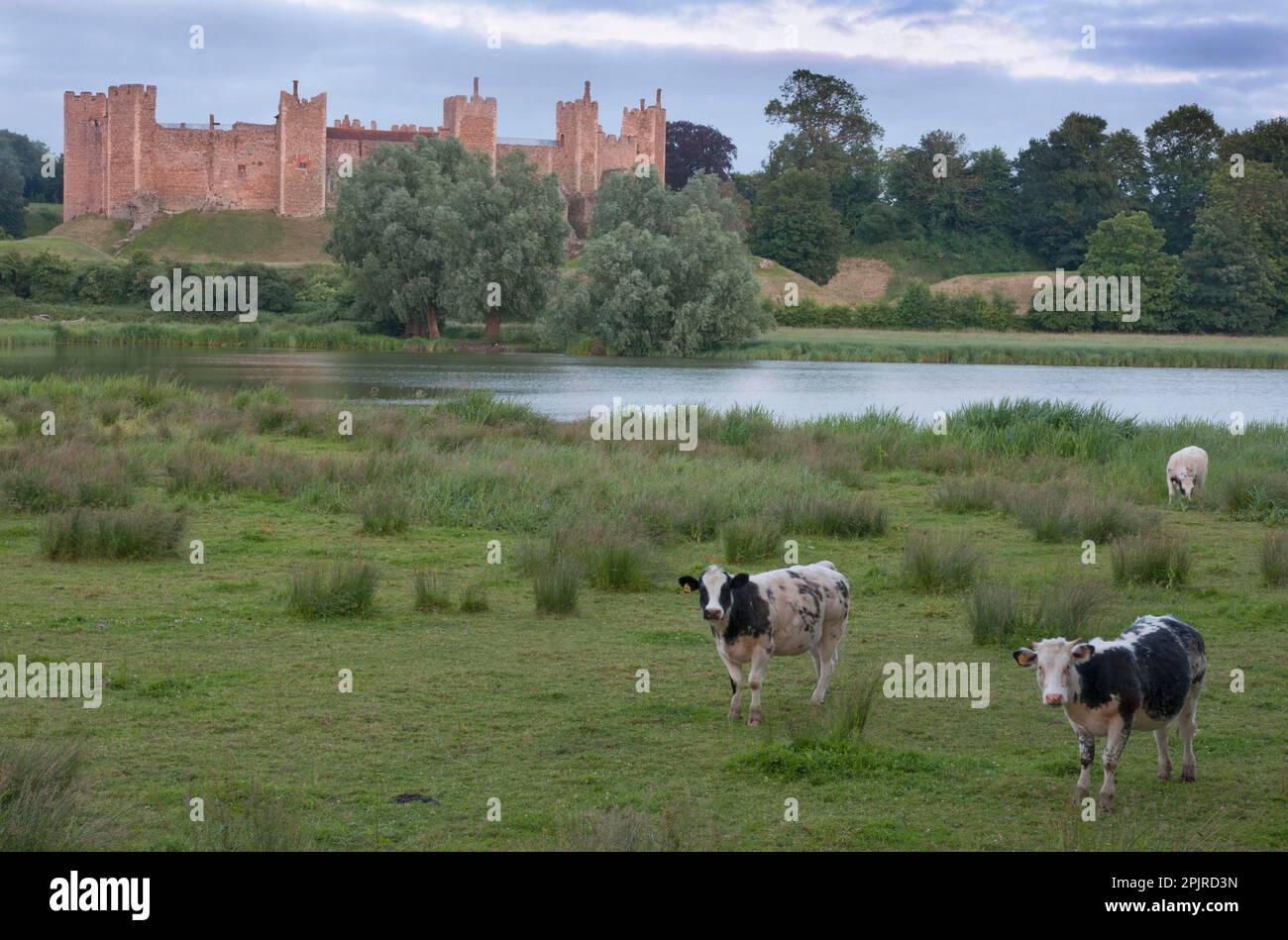 Domestic Cattle, beef cattle standing in wet meadow at edge of lake ...
